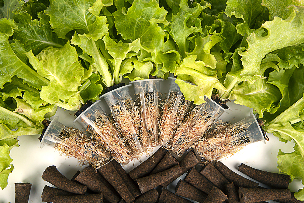 Blog - Organic Soilless Cultivation